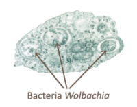 Wolbachia – Unidad Control de Vectores de Puerto Rico