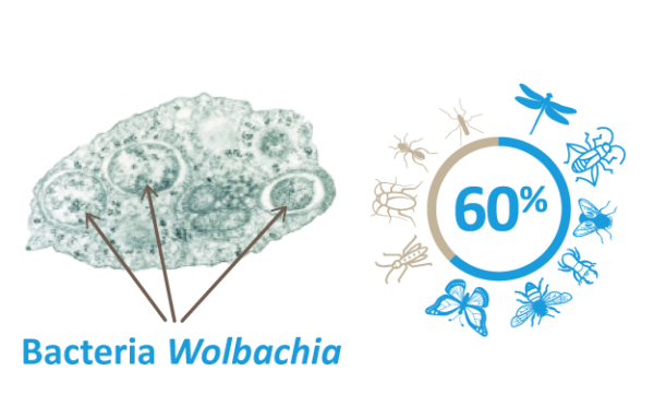 Wolbachia – Unidad Control de Vectores de Puerto Rico